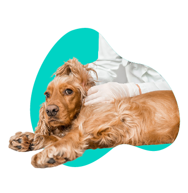 Grzybica u psa — przyczyny, objawy, leczenie