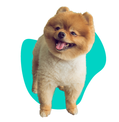 Pies Boo — czy w ogóle istnieje? Jaka to rasa?