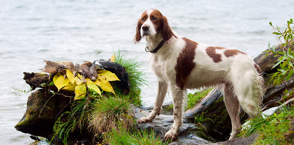 Seter irlandzki czerwono-biały