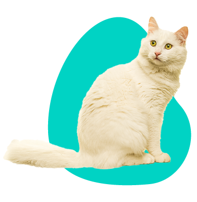 Turecki Van — wszystkie informacje i opis rasy