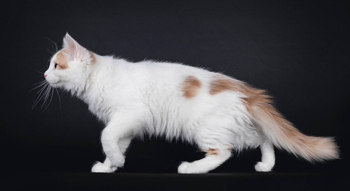 Turecki Van — wszystkie informacje i opis rasy