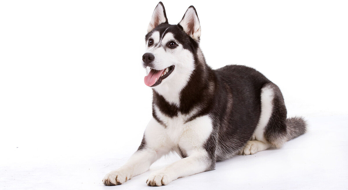Husky syberyjski — charakterystyka, opis rasy i ciekawostki - Zoocial.pl