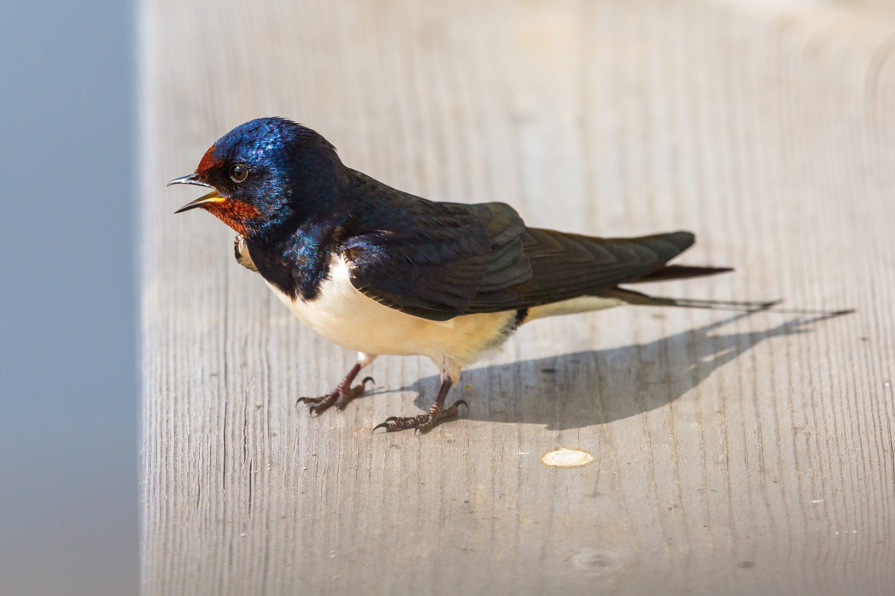 Jaskółka dymówka — wszystkie informacje i opis gatunku