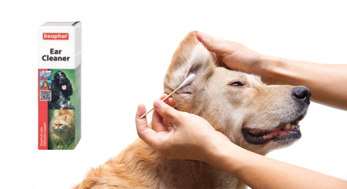 Higiena uszu psa - jak dbać o zdrowe uszy? - Zoocial.pl