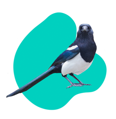 Sroka zwyczajna — wszystkie informacje i opis gatunku - Zoocial.pl