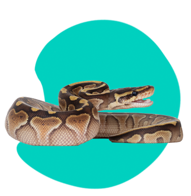 Pyton królewski — odmiany, wymagania, terrarium