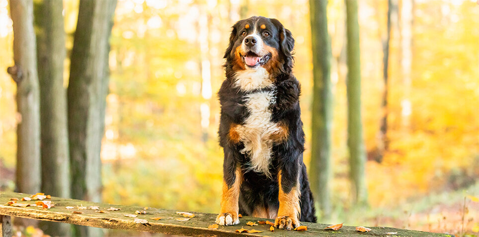 Berneński pies pasterski — opis rasy i jej charakterystyka - Zoocial.pl
