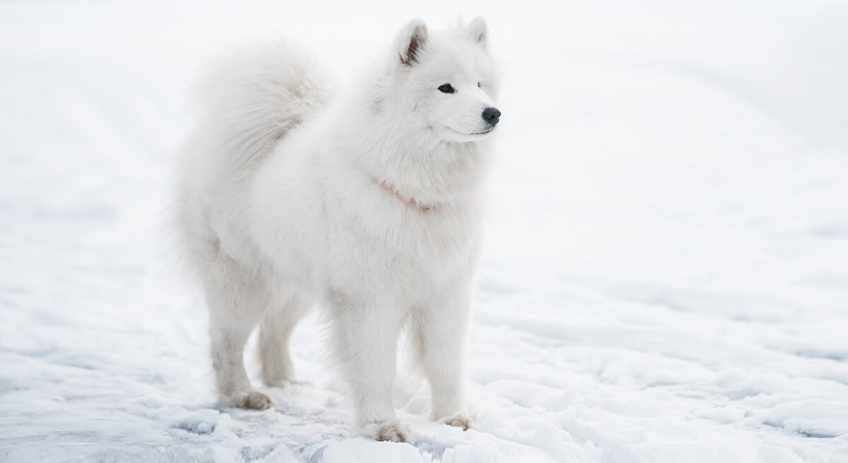 Samojed (samoyed) — wszystkie informacje i opis rasy