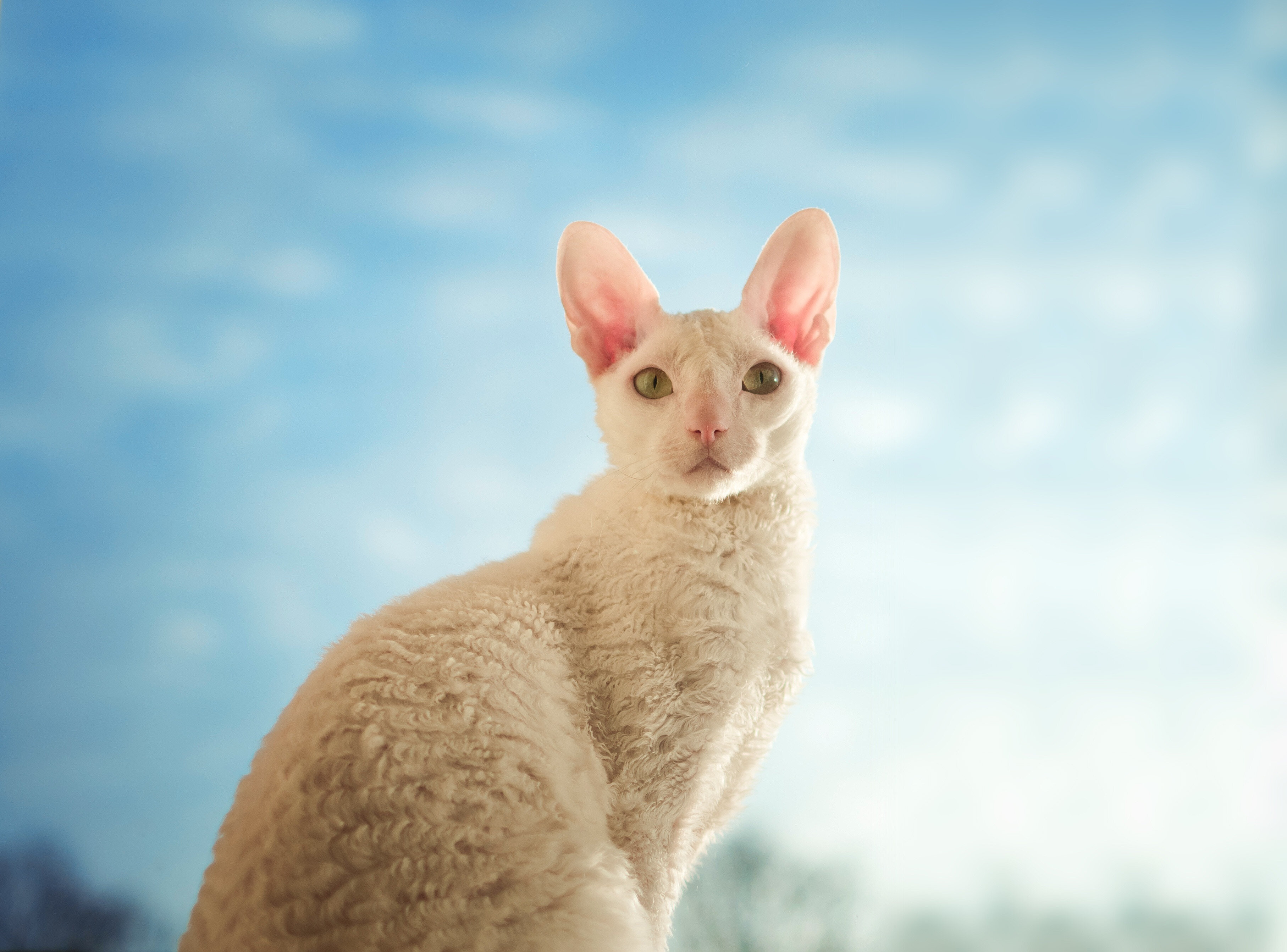 Cornish rex — co warto wiedzieć o tej rasie?