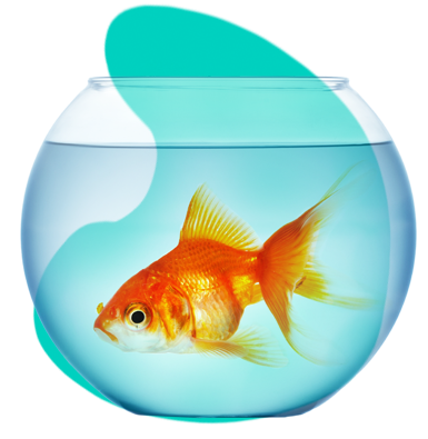 Złota rybka — opis gatunku i wszystkie informacje