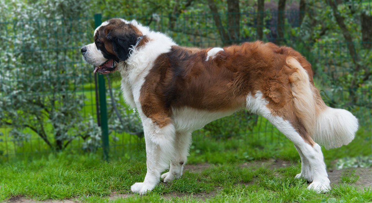 Bernardyn — opis rasy, charakter, cena - Zoocial.pl