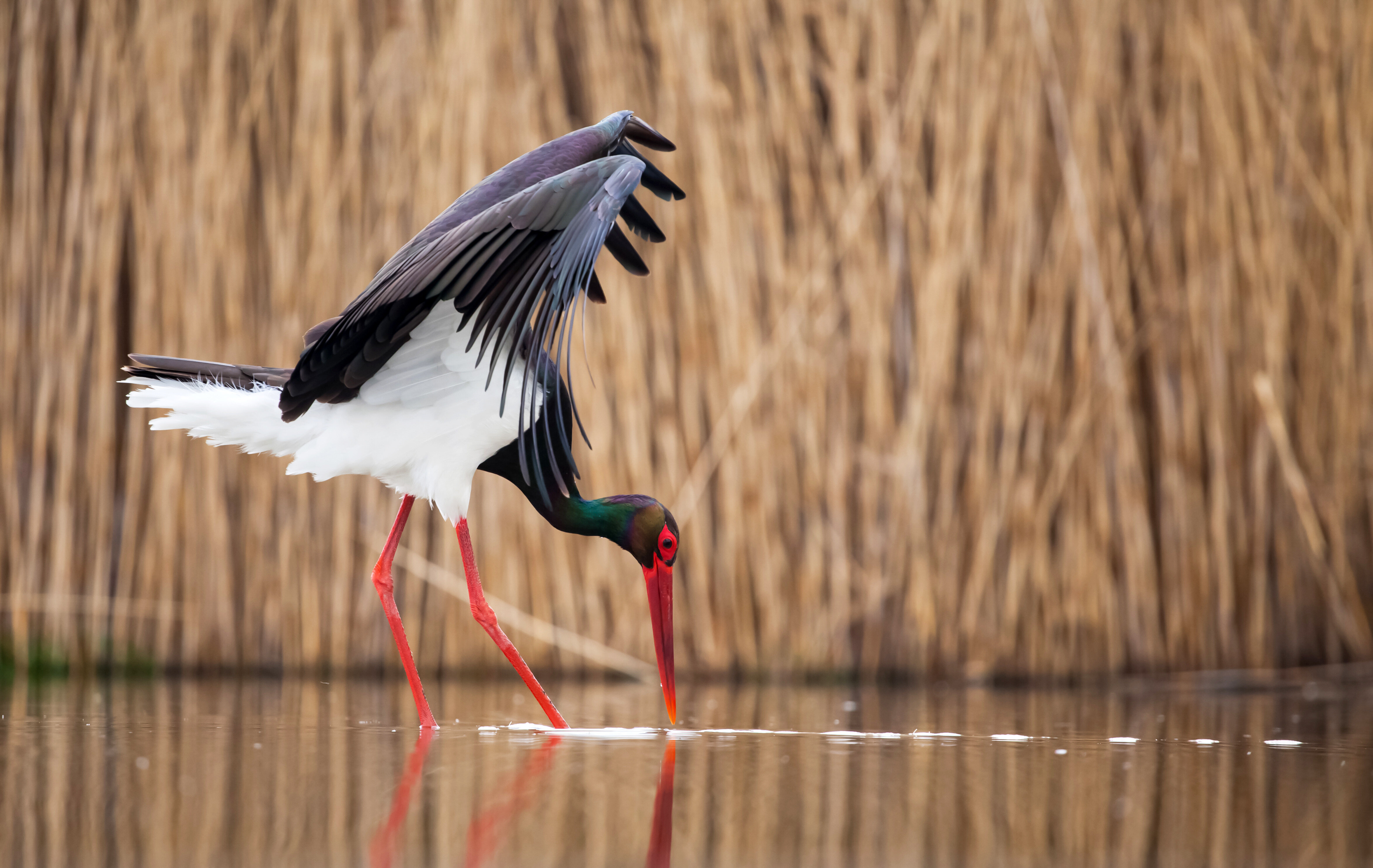Bocian czarny (Ciconia nigra) — występowanie, opis gatunku