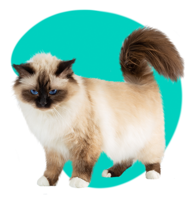 Kot balijski: opis rasy, charakter, cena