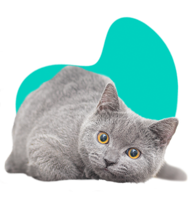 Kot kartuski — opis rasy, charakter, cena