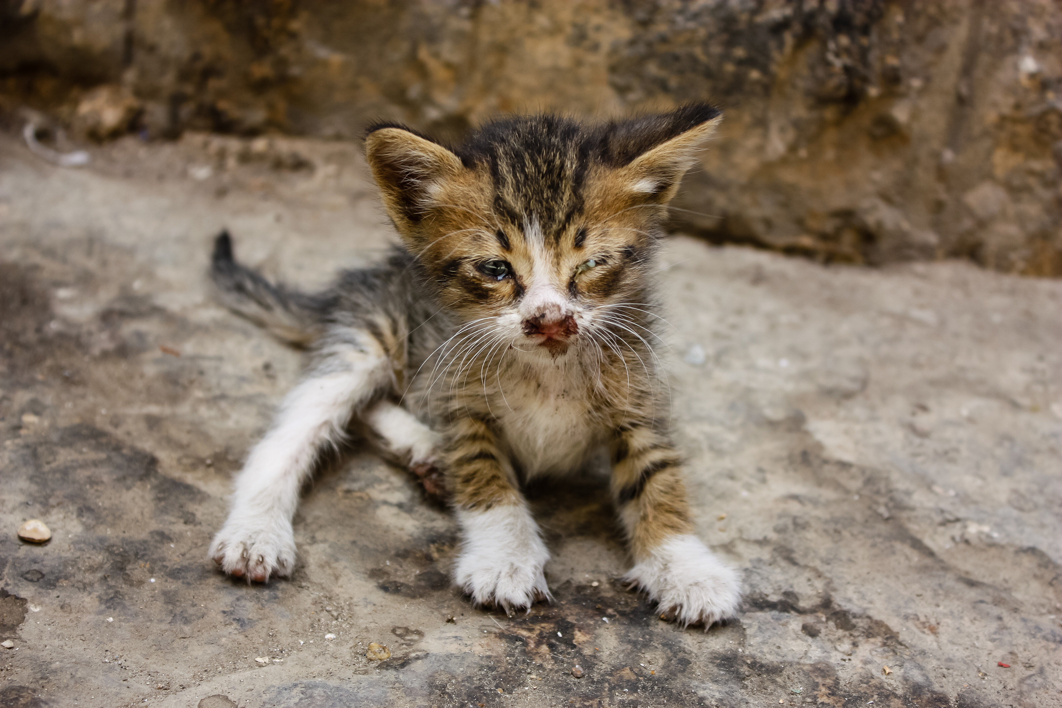 Panleukopenia — przyczyny, objawy, leczenie? - Zoocial.pl