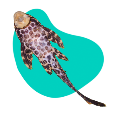 Glonojad (zbrojnik) - opis gatunków i najważniejsze informacje