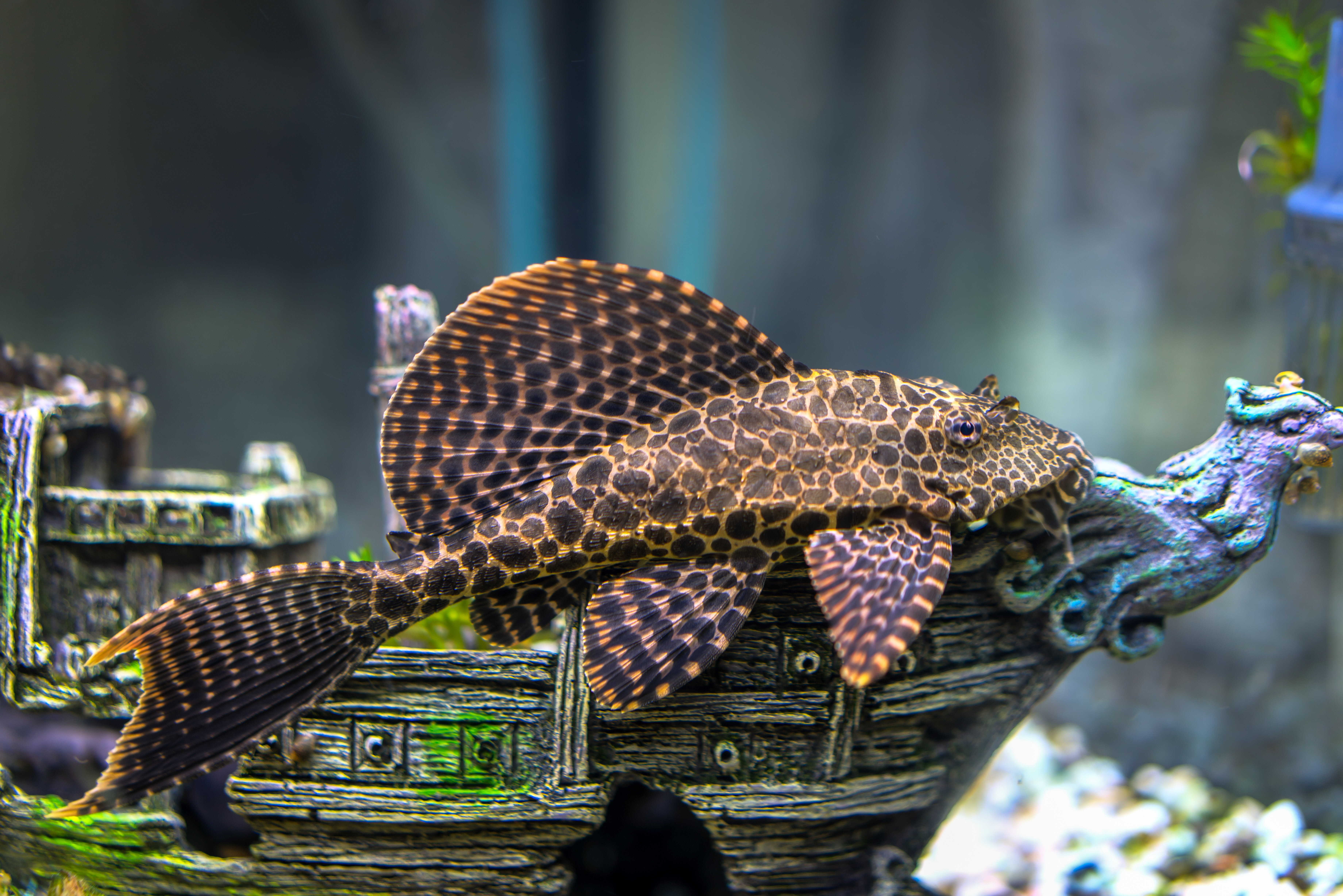 Glonojad (zbrojnik) - opis gatunków i najważniejsze informacje