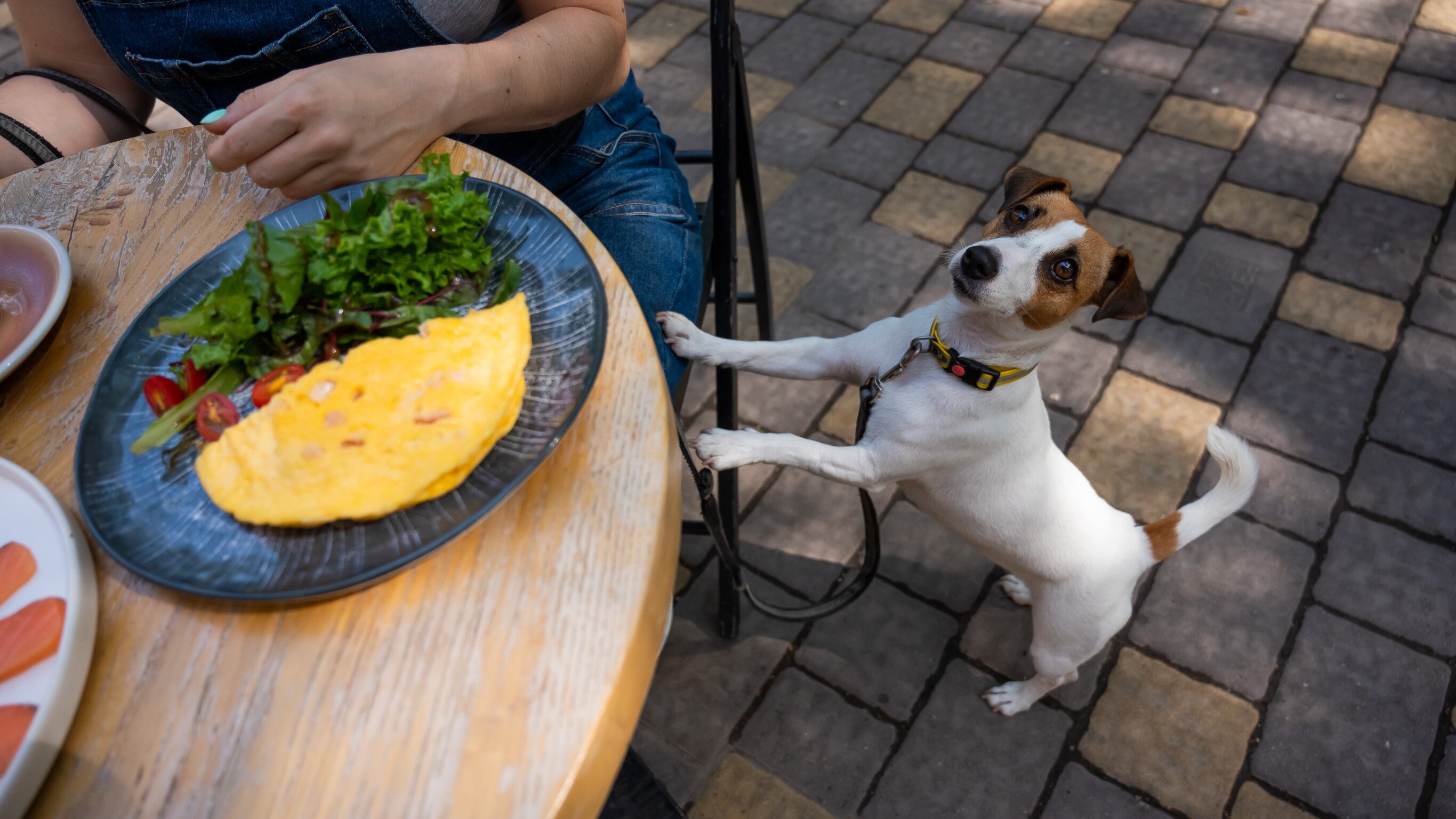Ile razy dziennie karmić psa? Zasady prawidłowego żywienia psa - Zoocial.pl