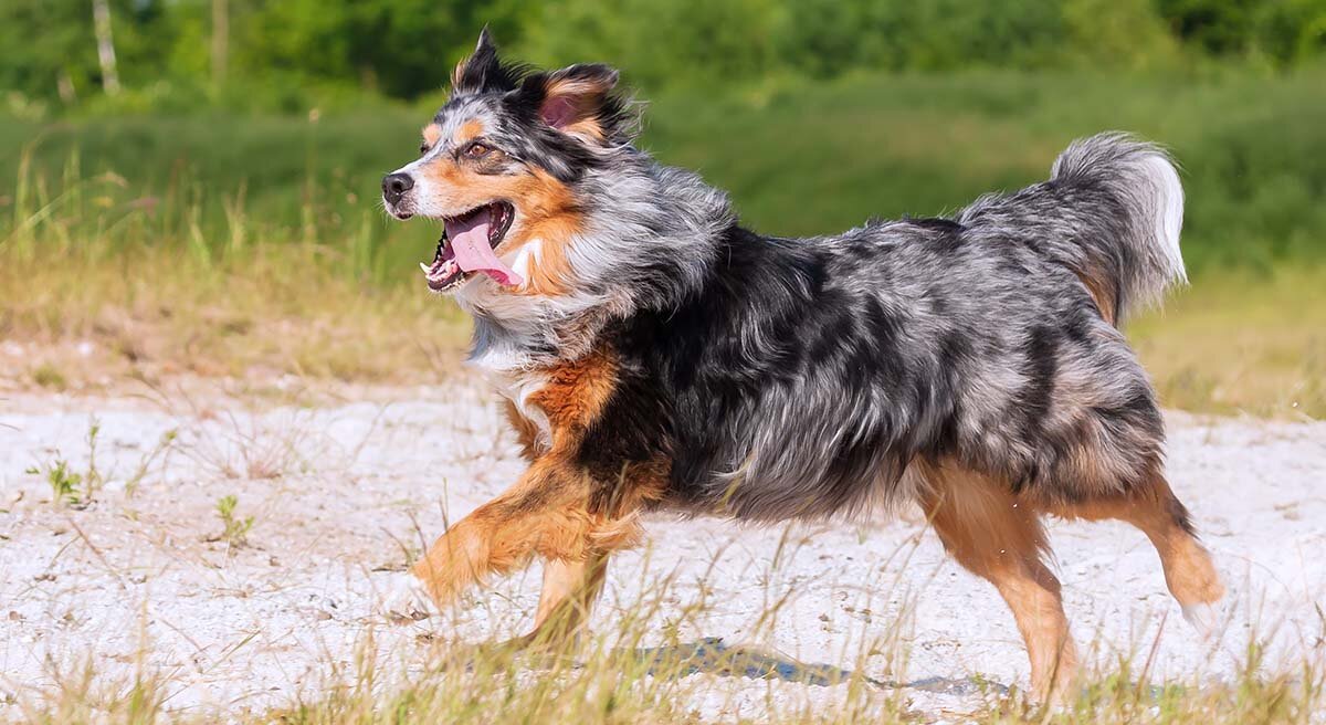 Ile kosztuje owczarek australijski? Cena i miesięczny koszt