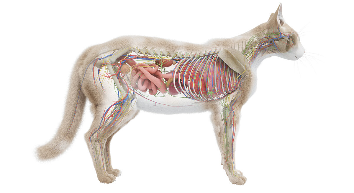 Anatomia kota — czym charakteryzuje się budowa ciała kota?
