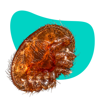 Walka z warrozą - ochrona pszczół przed Varroa Destructor