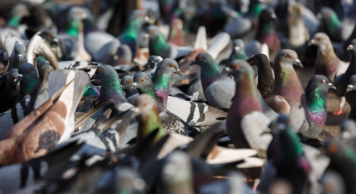 Gołębie - co warto wiedzieć o tych popularnych ptakach?