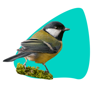 Sikorka bogatka - sikorki w Polsce - opis gatunku i wszystkie informacje