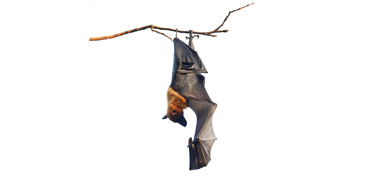 Nietoperz — opis gatunku i wszystkie informacje