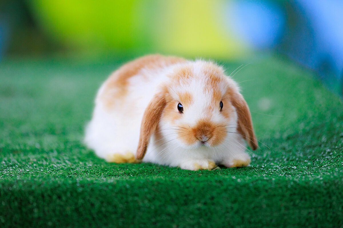 Królik baranek (mini lop) – wszystkie informacje i opis rasy