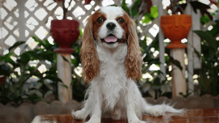 Małe psy – najpopularniejsze rasy