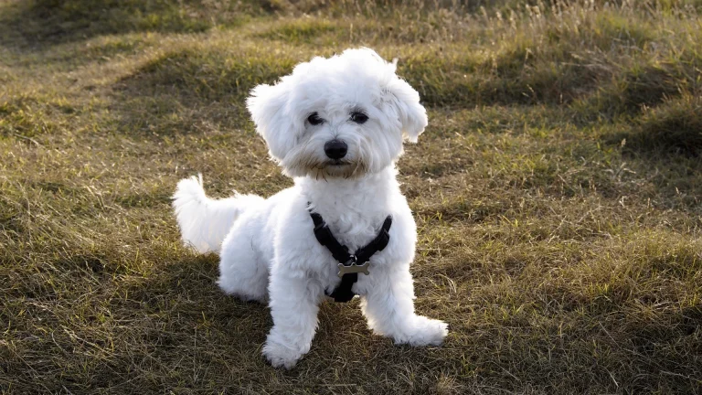 Małe psy – najpopularniejsze rasy