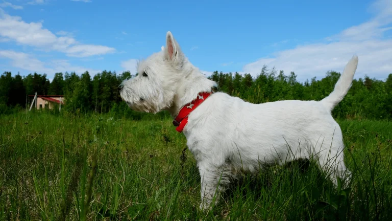 Małe psy – najpopularniejsze rasy