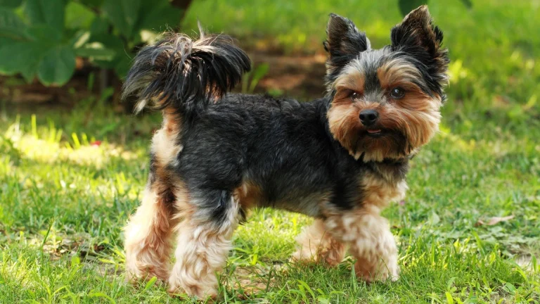 Małe psy – najpopularniejsze rasy