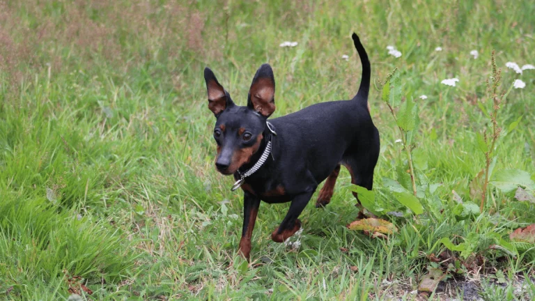 Małe psy – najpopularniejsze rasy