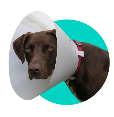 Choroby skóry u psa - przyczyny, rodzaje, charakterystyka i leczenie