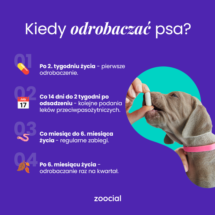 Robaki u psa: rodzaje, objawy, leczenie