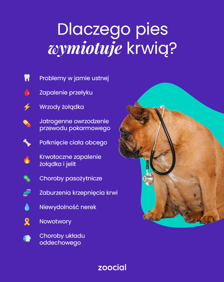 Pies wymiotuje krwią - przyczyny, leczenie i kiedy udać się do weterynarza