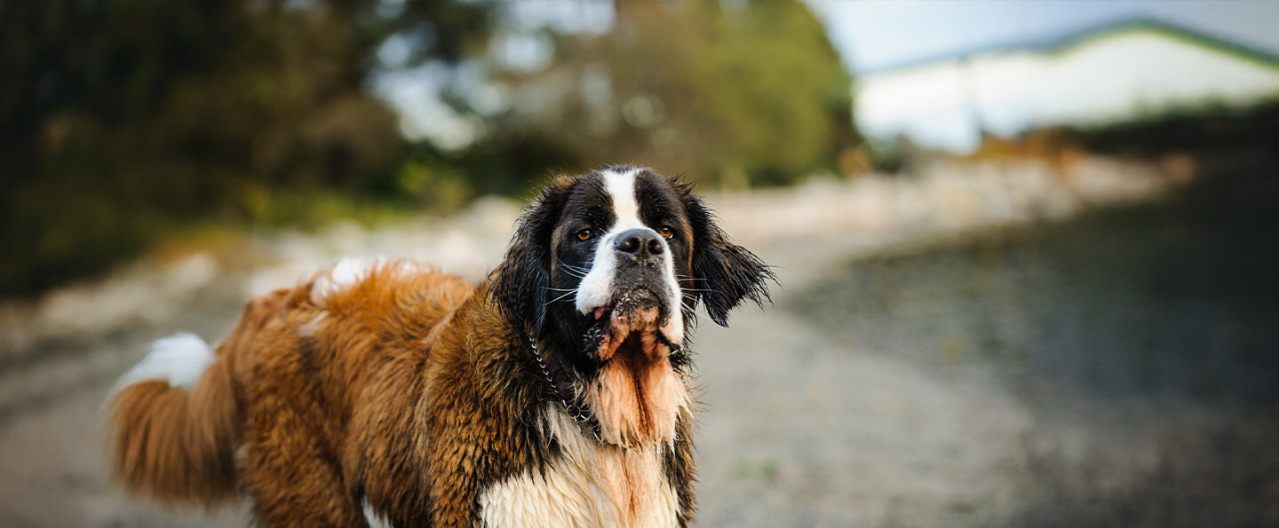 Bernardyn: opis rasy i cena szczeniąt. Jaka jest waga psa?