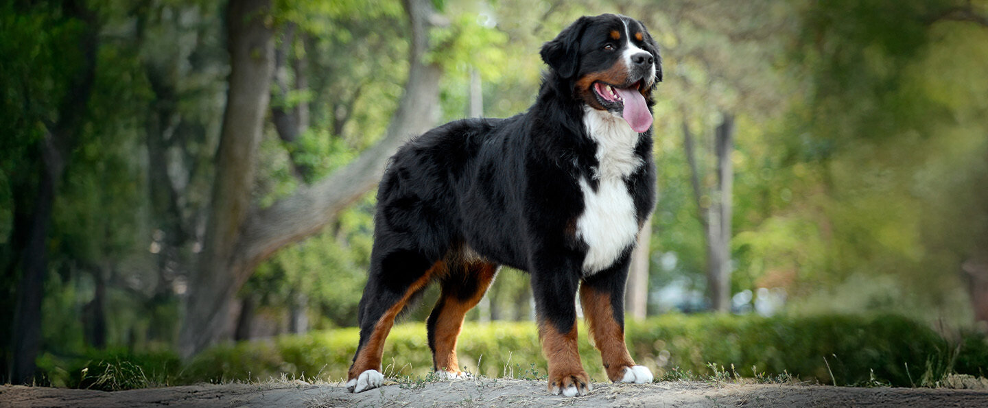 Bernardyn: opis rasy i cena szczeniąt. Jaka jest waga psa?