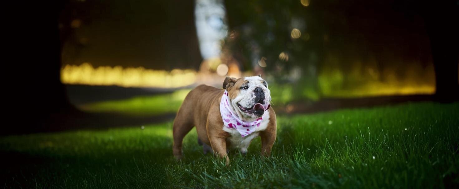 Buldog angielski: jak wygląda? Wymagania rasy