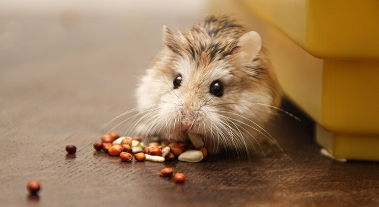 Co jedzą chomiki - czym karmić chomika, a czego nie wolno im podawać ...